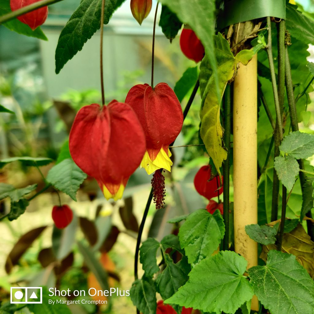 Spring marches on – Los Albaniles